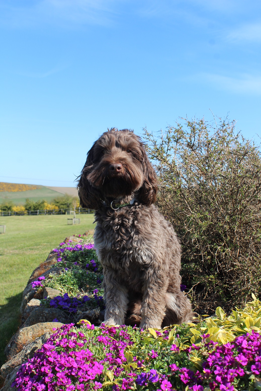 Baxter - Lomond Hills Labradoodles