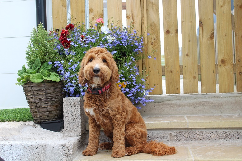 Summer - Lomond Hills Labradoodles
