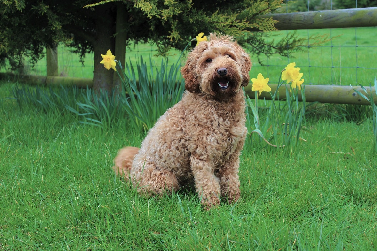 Pippa - Lomond Hills Labradoodles