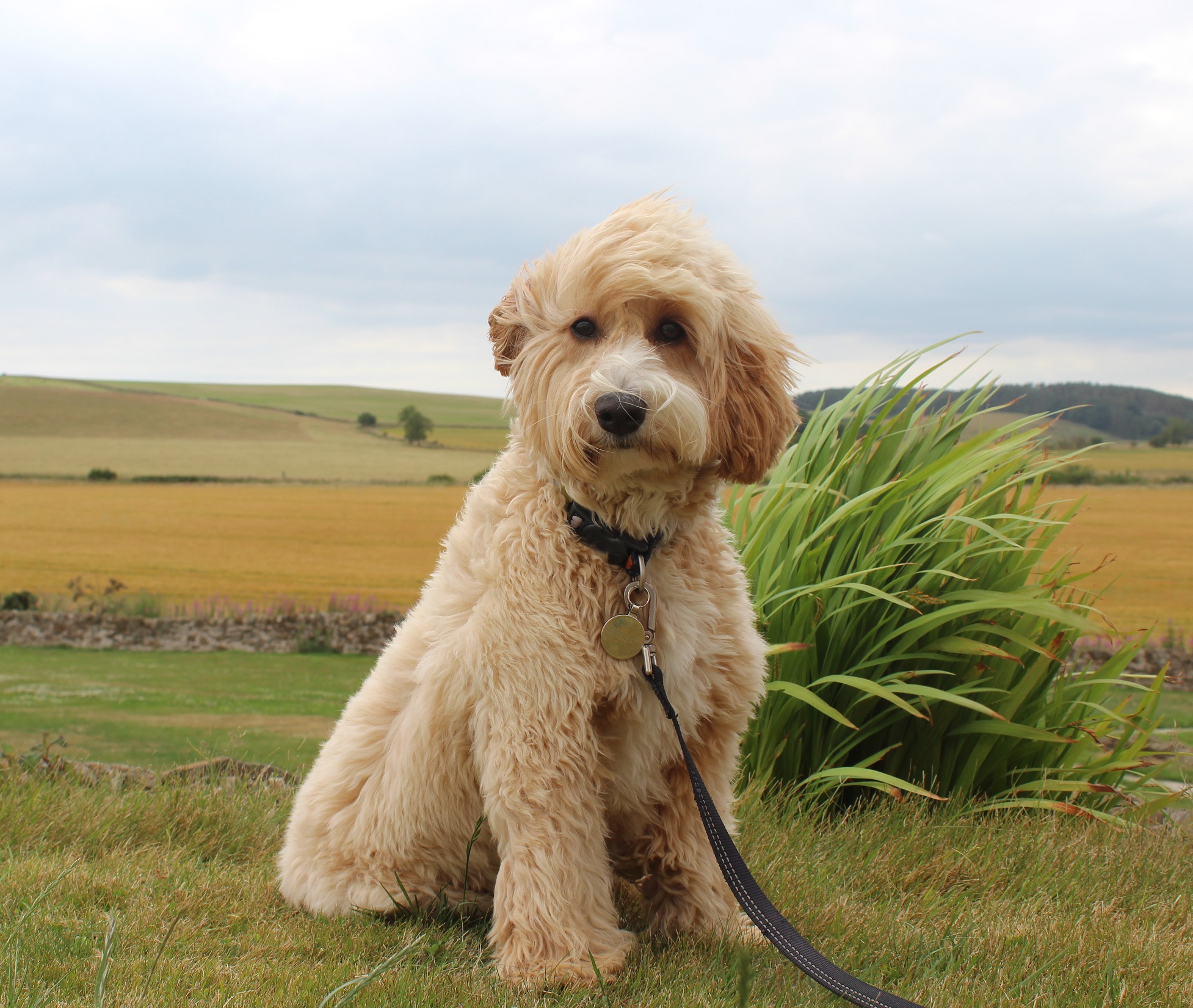 Sydney - Lomond Hills Labradoodles