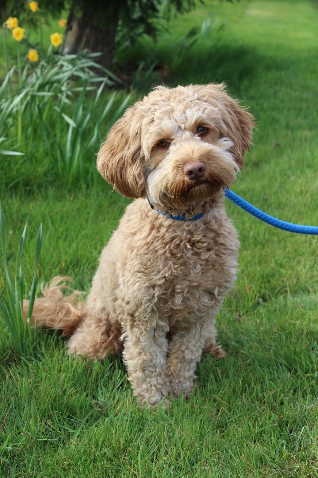 Milo - Lomond Hills Labradoodles