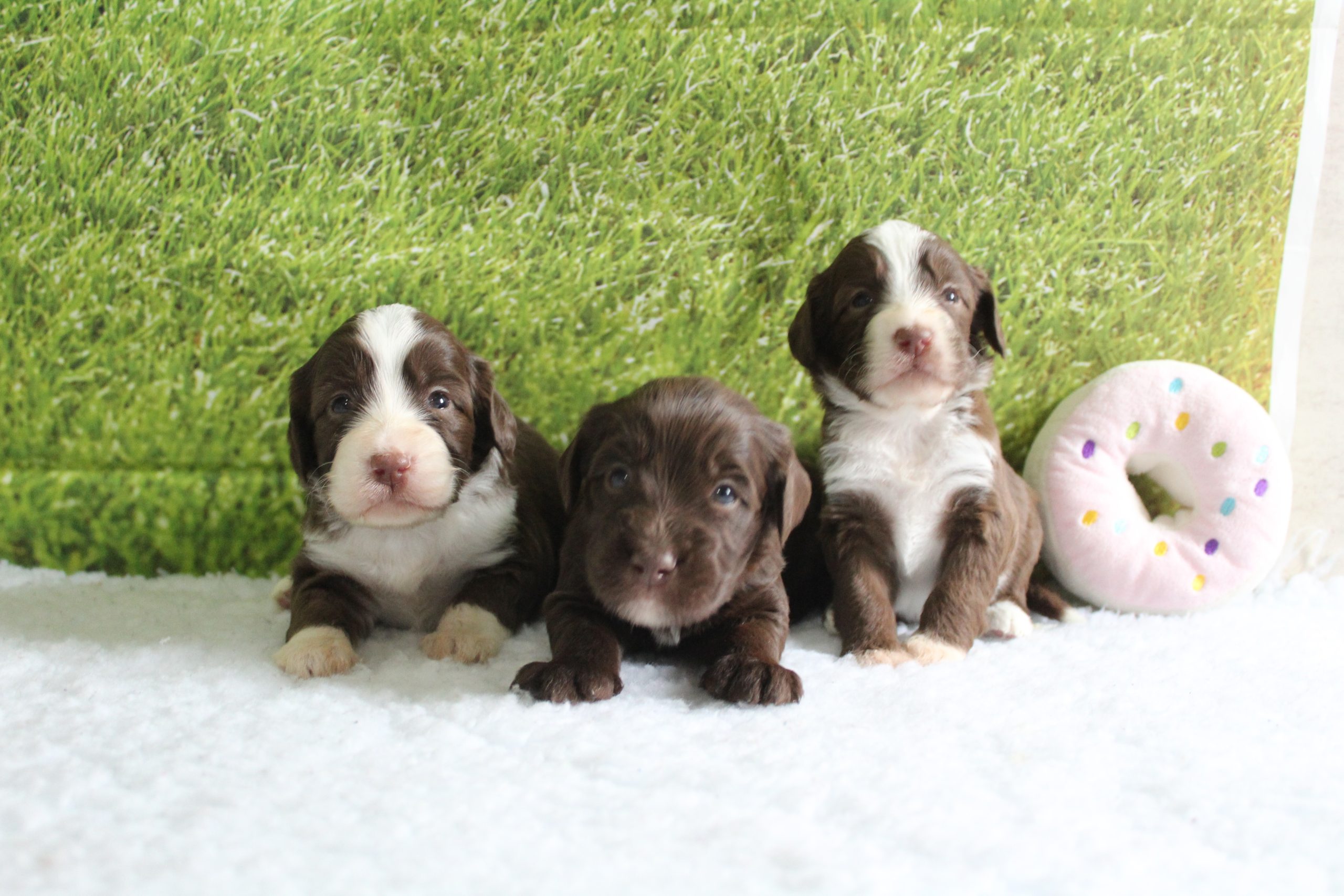 Available Puppies For Sale - Lomond Hills Labradoodles